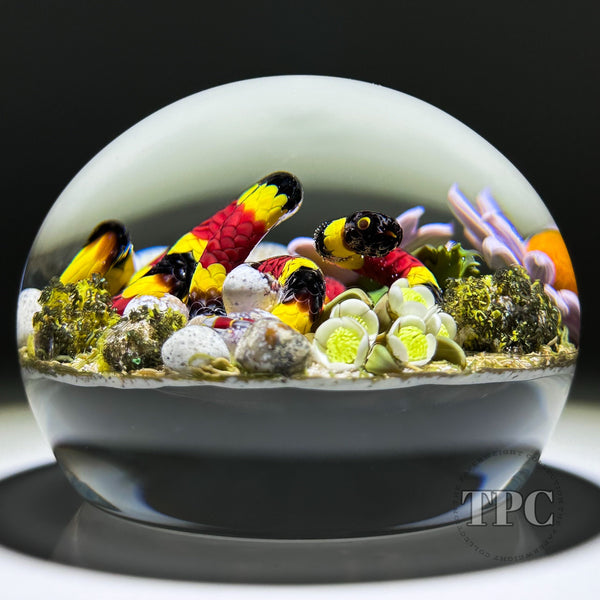 Gordon Smith 2024 Glass Art Paperweight Flamework Coral Snake with Egg