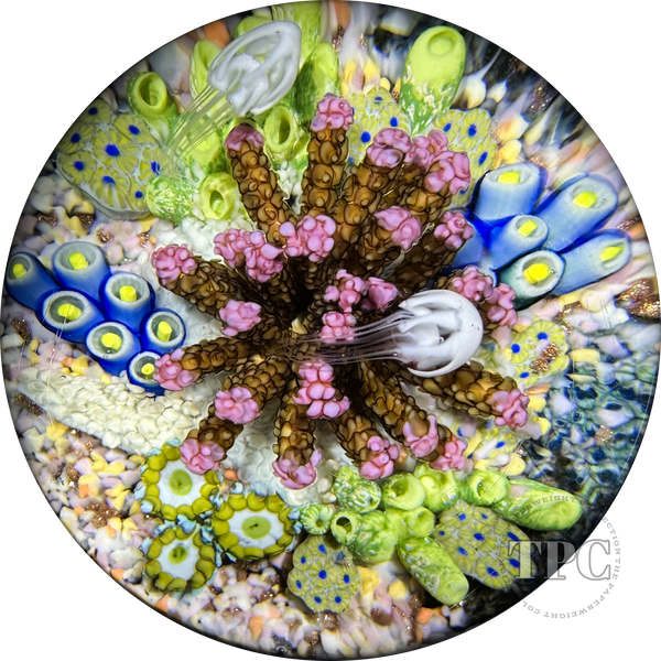 Cathy Richardson 2007 Glass Art Paperweight Flamework Coral Reef with
