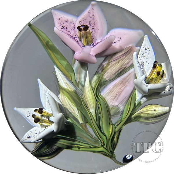 William Manson 2025 Glass Art Paperweight Flamework Pink & White Lilii