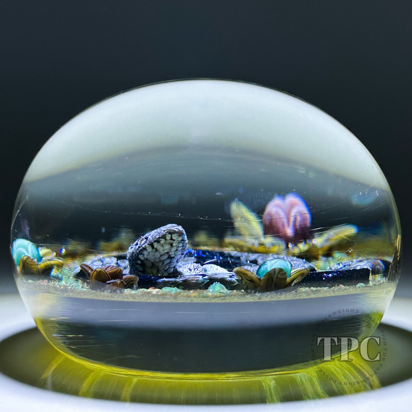 William Manson 2024 Glass Art Paperweight Flamework Coiled Snake with