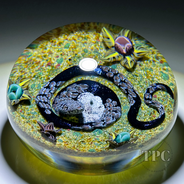 William Manson 2024 Glass Art Paperweight Flamework Coiled Snake with