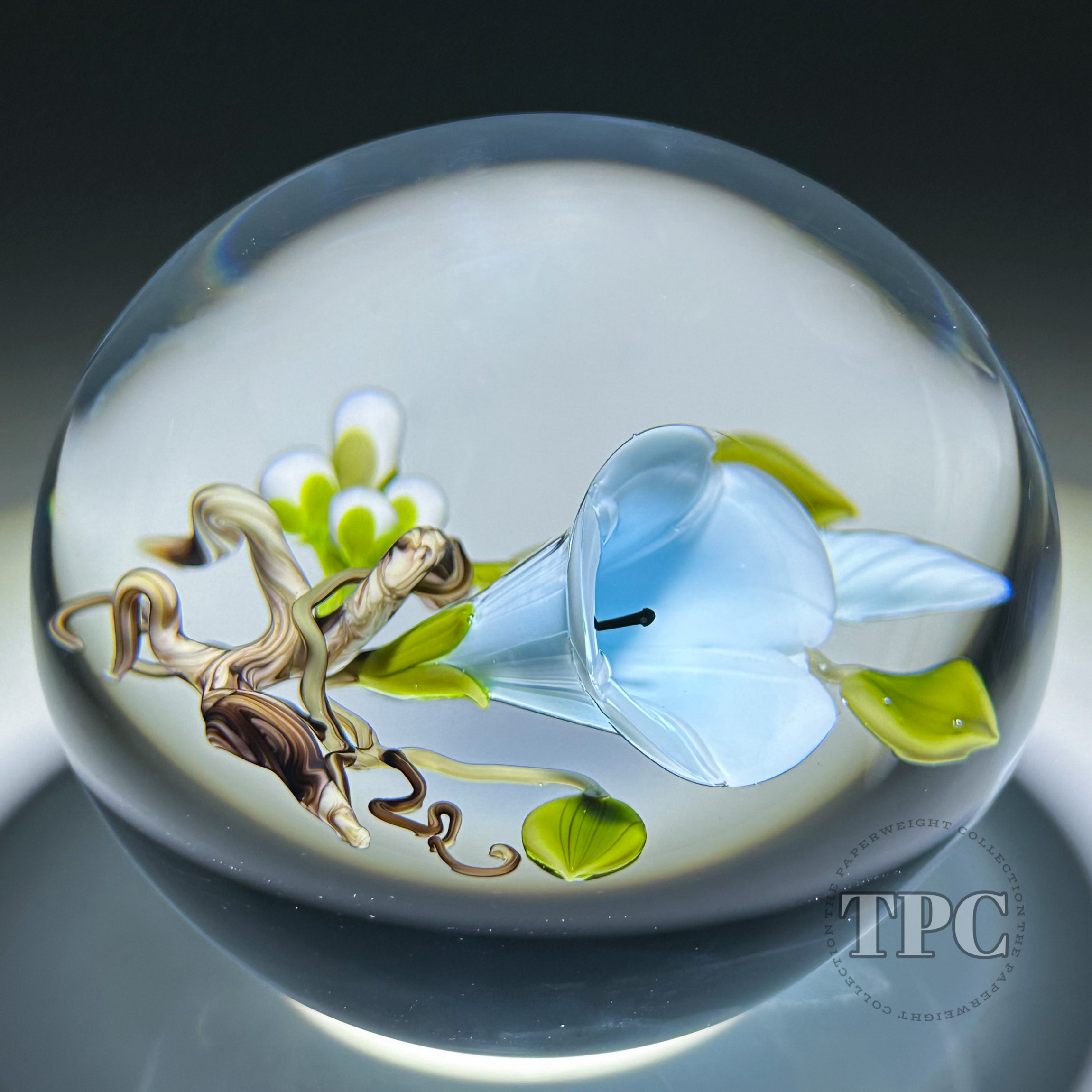 Victor Trabucco 1993 Glass Art Paperweight Flamework Blue Morning Glor