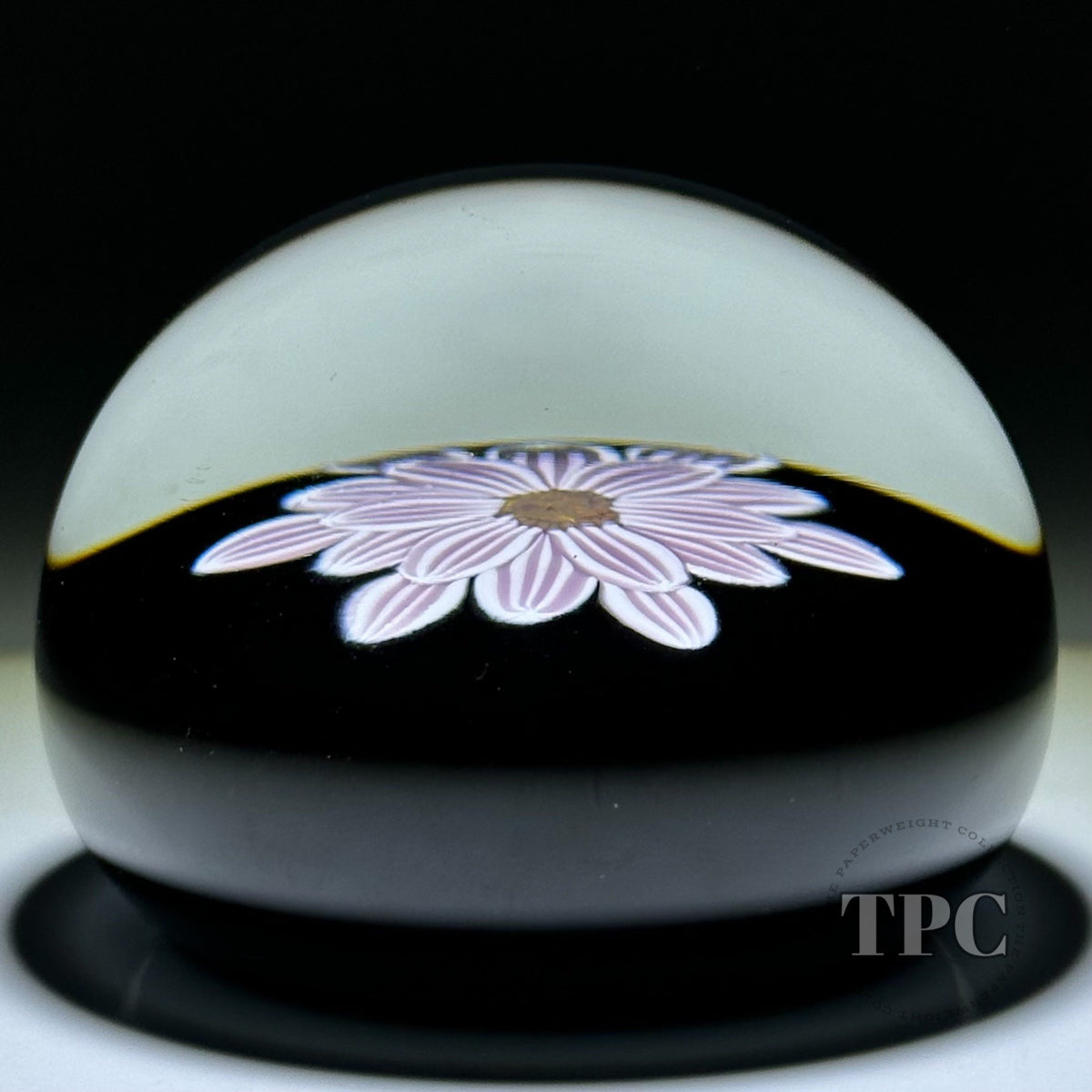 William Manson 2023 Art Glass Paperweight Flamework Striped Pink Clema