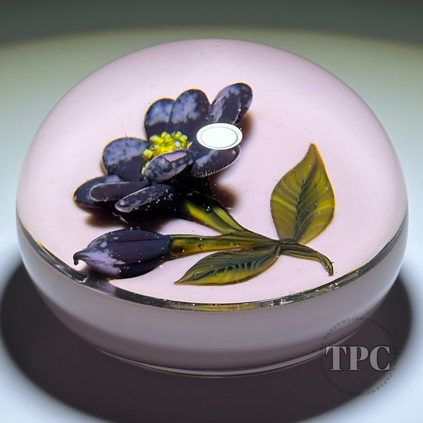 William Manson 2022 Art Glass Paperweight Flamework Purple Daisy on Op