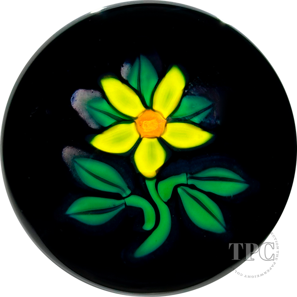 William Manson 2023 Art Glass Paperweight Flamework Yellow Daisy on Da