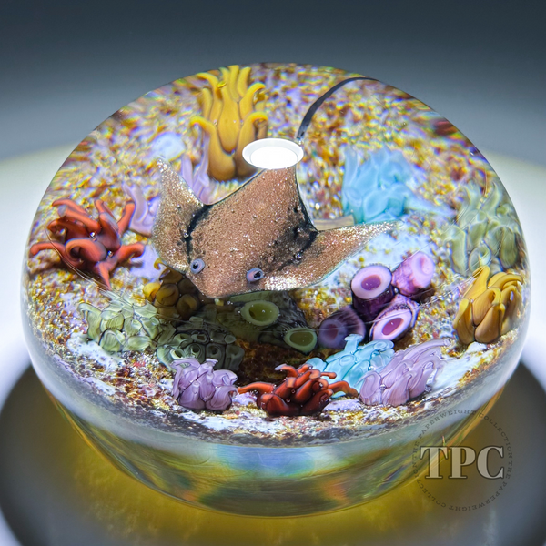William Manson 2024 Art Glass Paperweight Compound Flamework Aventurin