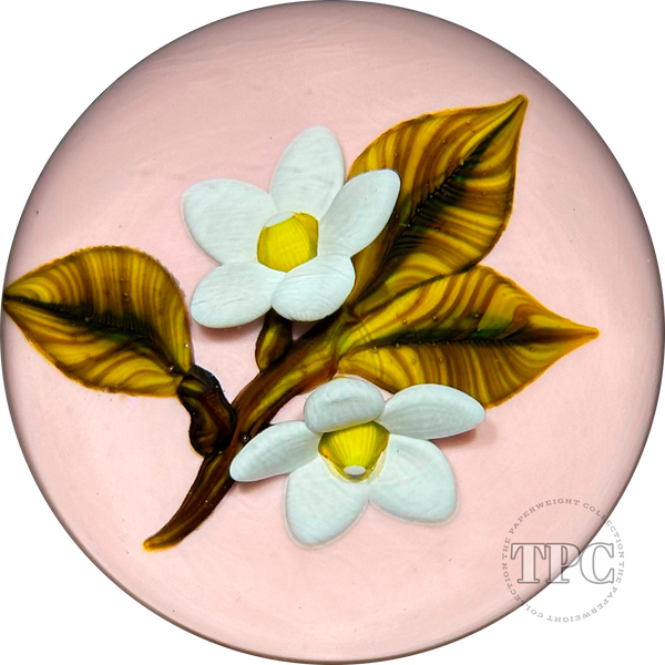 William Manson 2022 Art Glass Paperweight Flamework White Daisies on O