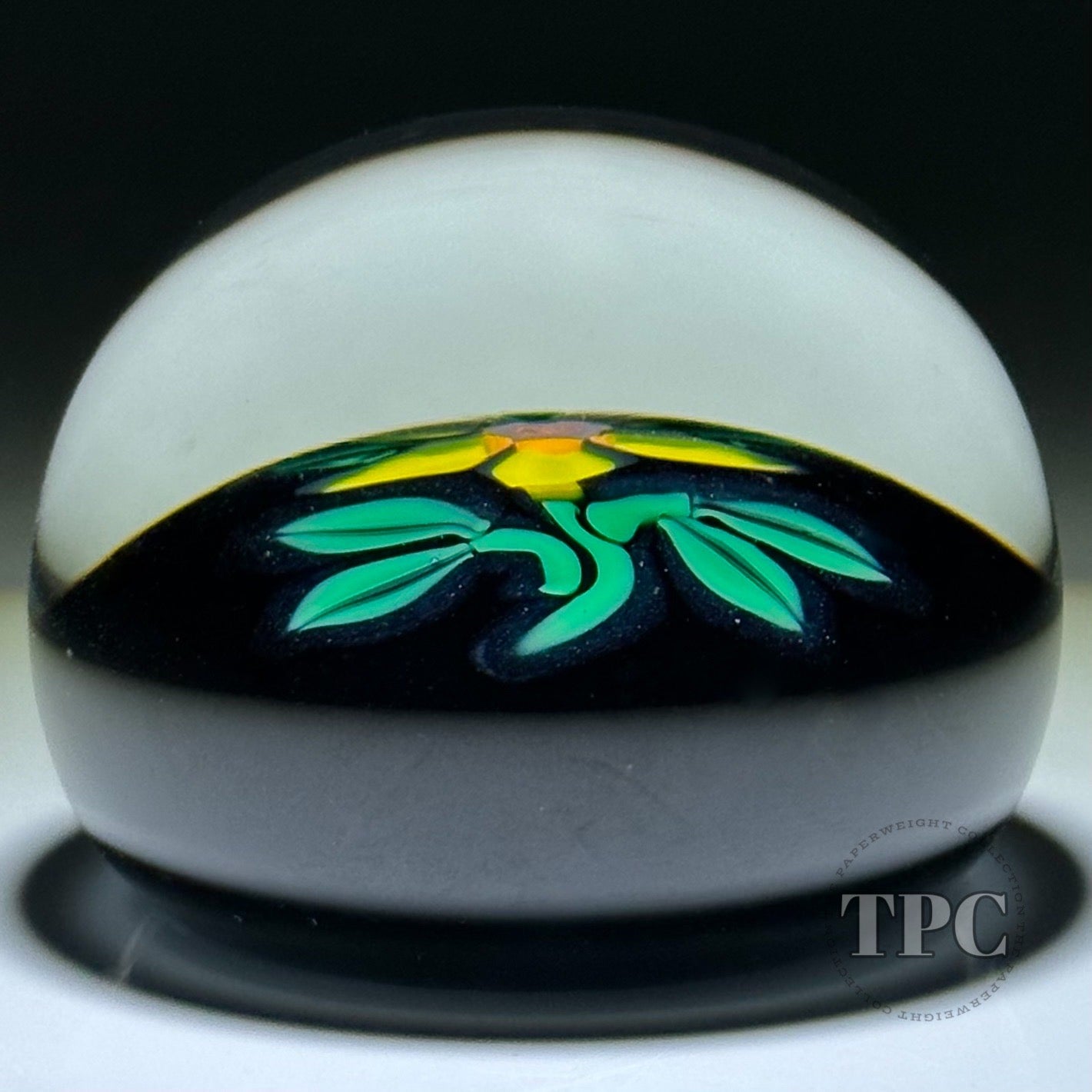 William Manson 2023 Art Glass Paperweight Flamework Yellow Daisy on Da