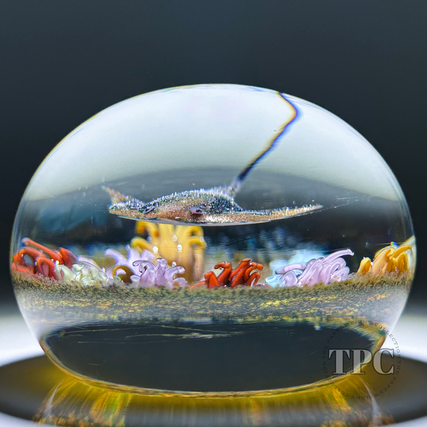 William Manson 2024 Art Glass Paperweight Compound Flamework Aventurin