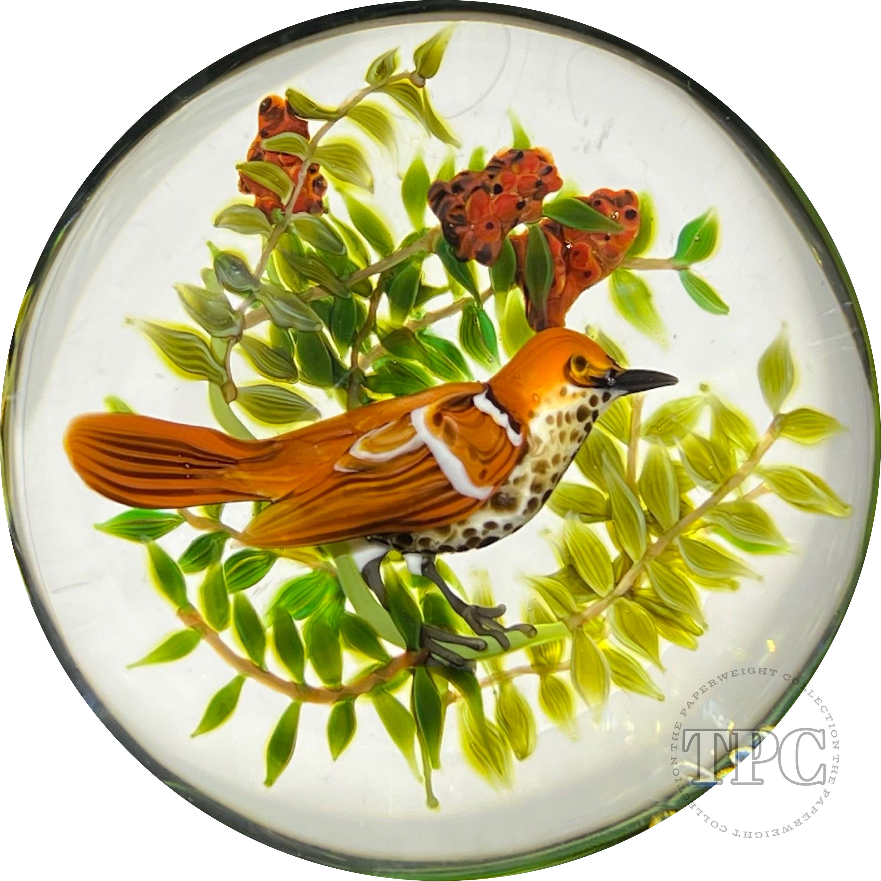 LE Rick Ayotte 1982 Compound Glass Art Paperweight Flamework Brown Thr