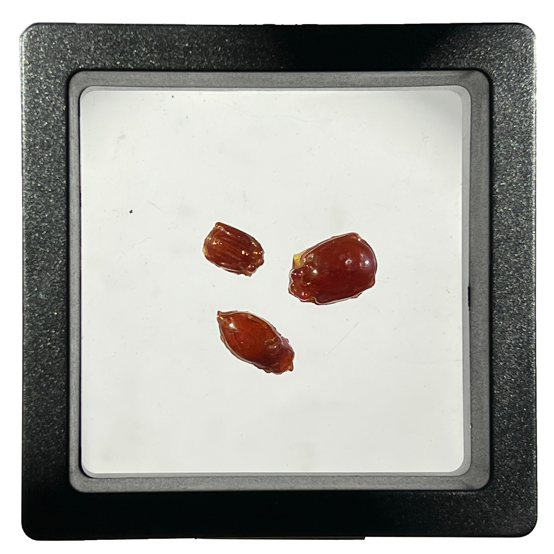 Lotton Studio Set of Three Iridescent Red Scarabs Beetles in Jewel Cas