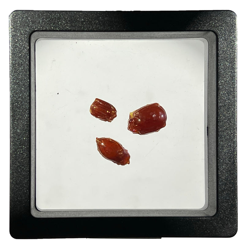 Lotton Studio Set of Three Iridescent Red Scarabs Beetles in Jewel Cas