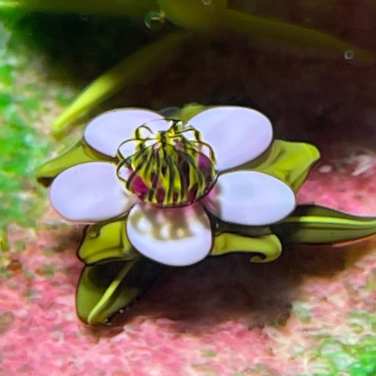 Ken Rosenfeld 2015 Colorful Flamework Rooster with Flowers