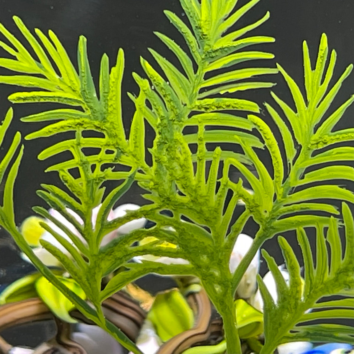 Cathy Richardson & Alison Ruzsa 2021 "The Bower Bird" Encapsulated Fla