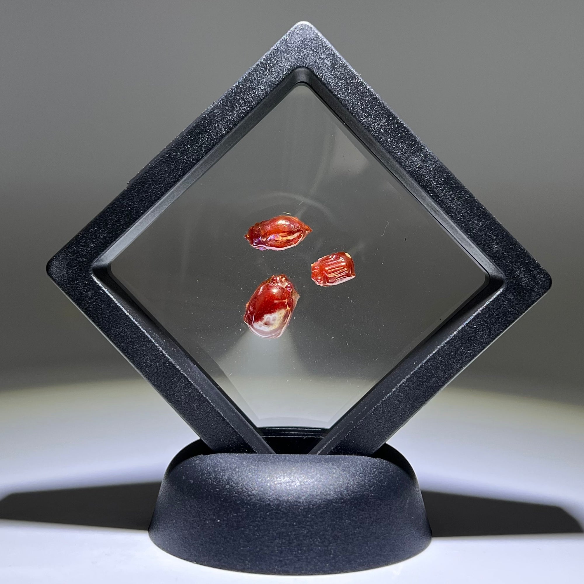 Lotton Studio Set of Three Iridescent Red Scarabs Beetles in Jewel Cas